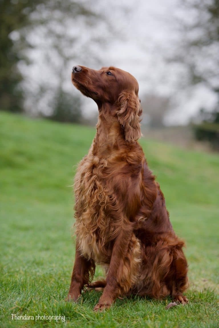 Irish Setters | Thendara