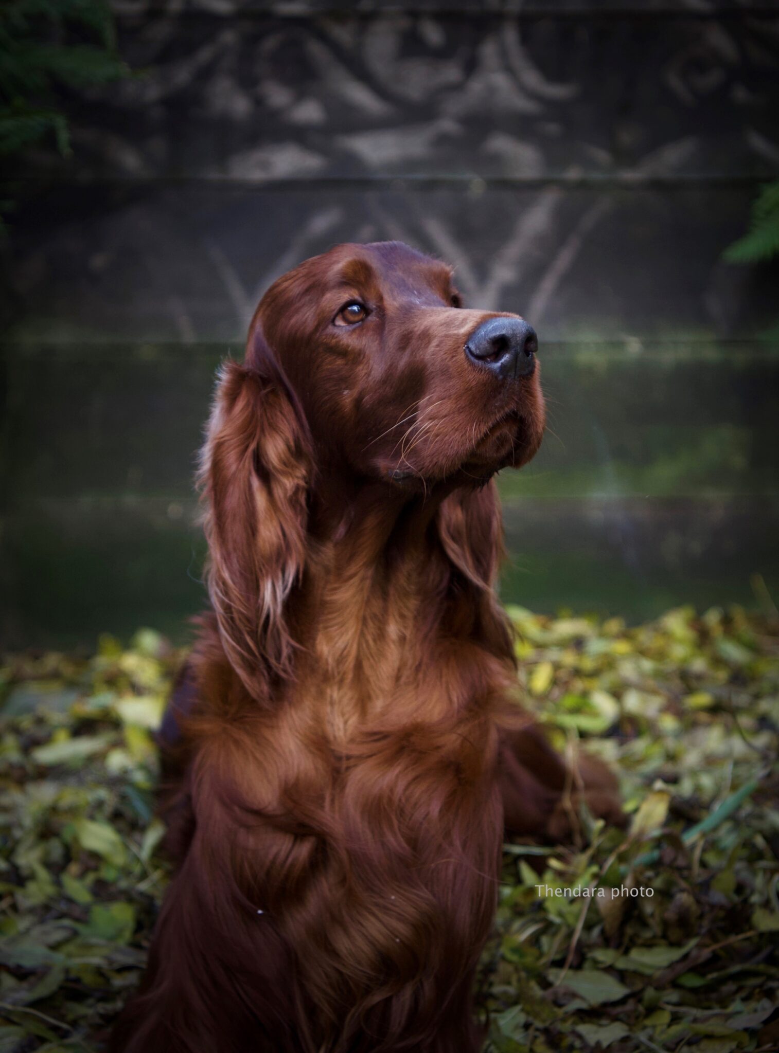 Irish Setters | Thendara
